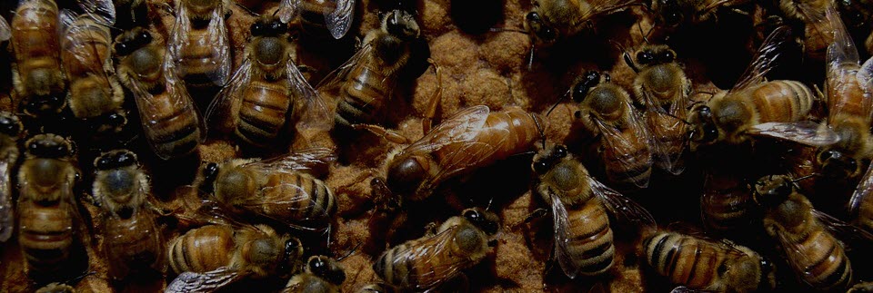 About - Queen Bees Blue Sky Beekeeping